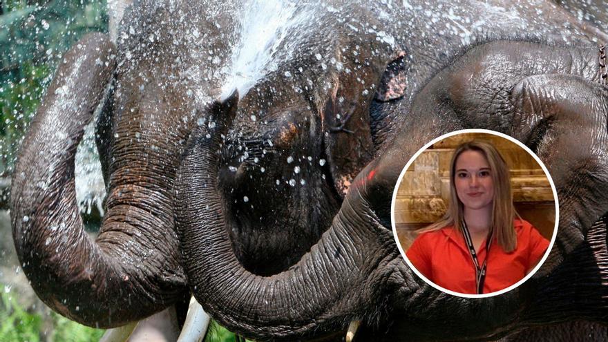 ATAQUE DE ELEFANTE EN TAILANDIA | Ataque mortal de un elefante en Tailandia: la fallecida, novia ...