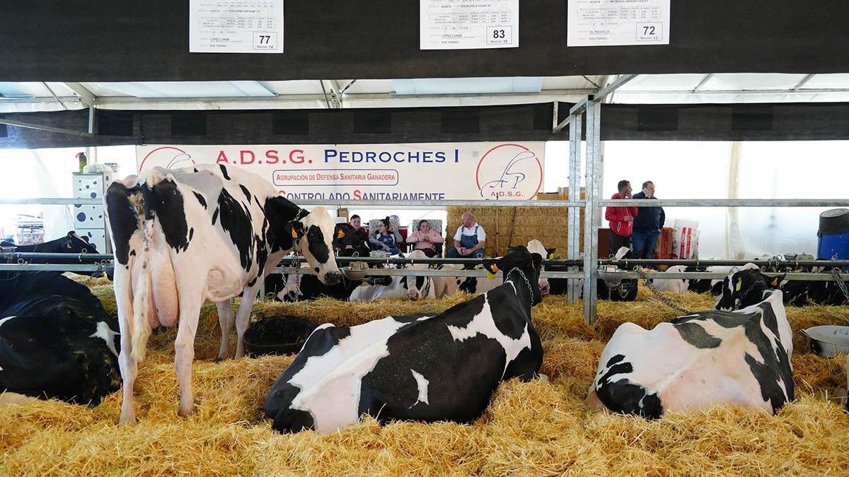 GANADERÍA | La Feria de Usías Holstein de Dos Torres centra este año ...