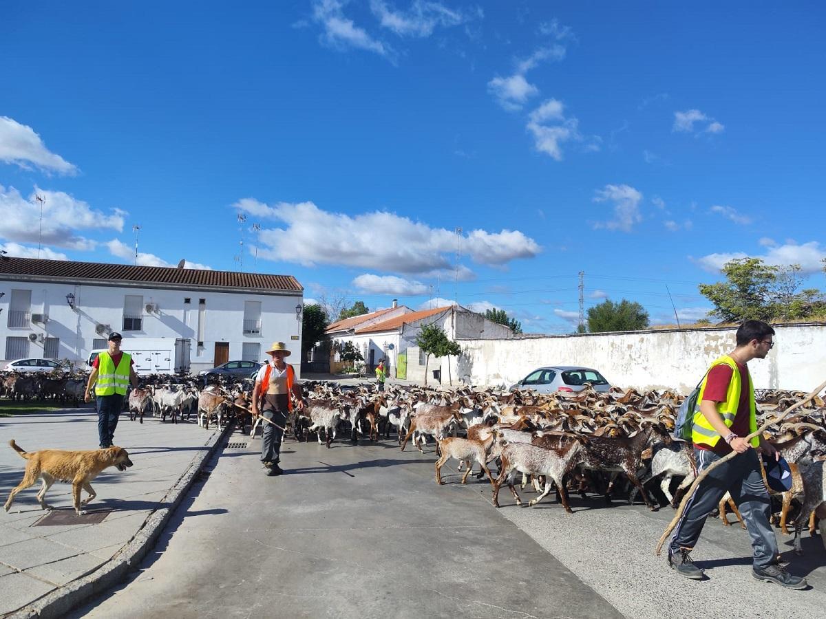 TRASHUMANCIA | Más de 600 cabras atraviesan Palma del Río en busca de ...