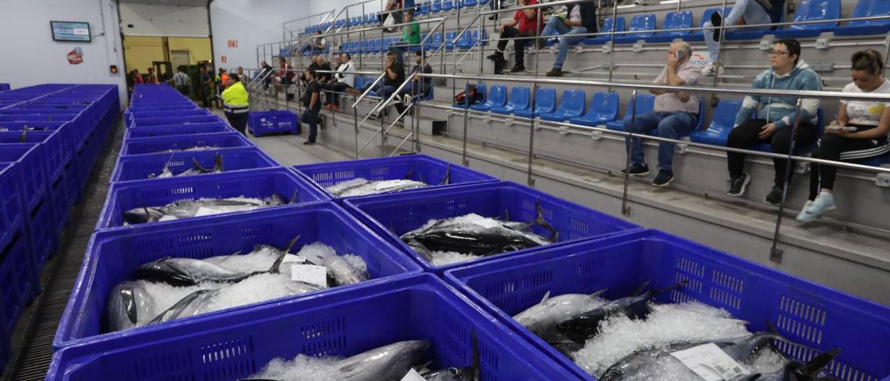 Récord de subastas de bonito en la rula de Gijón, con 1,35 millones de ...