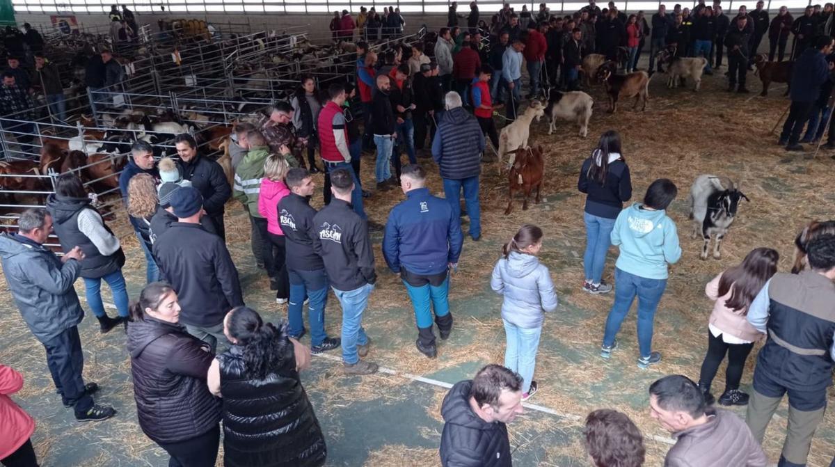 Sobrescobio presume de cabras y ovejas carranzana y latxa: la reciella ...