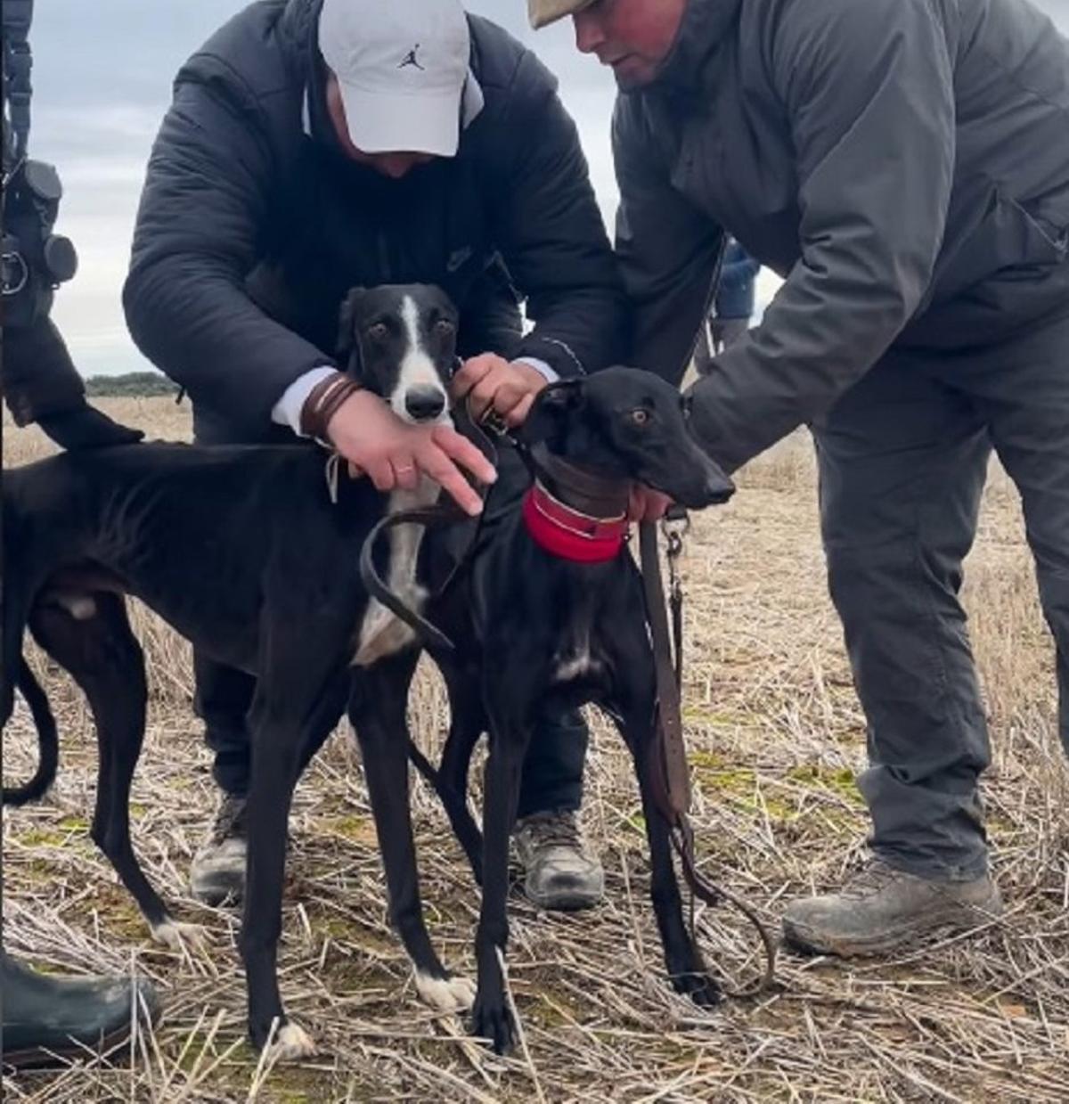 La Copa Zamora de Galgos busca nueva reina en Moraleja del Vino: Bruja ...