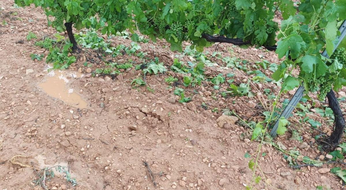 El campo acumula cinco episodios extremos con granizo en solo un mes ...