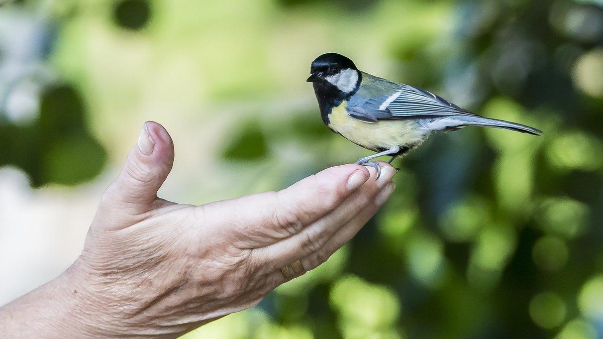 PARUS MAJOR | Carbonero común: el pájaro más listo del parque