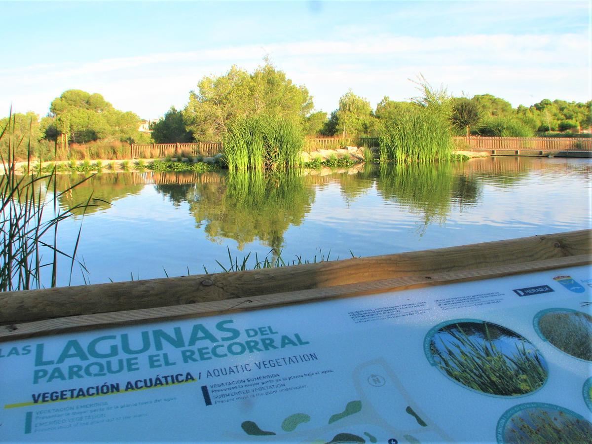 «Desde el Ayuntamiento de Rojales estamos mejorando el presente para ...