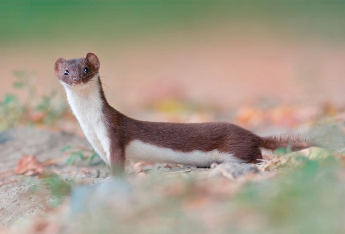 EXTINCIÓN COMADREJA | La comadreja, el carnívoro más pequeño del mundo ...