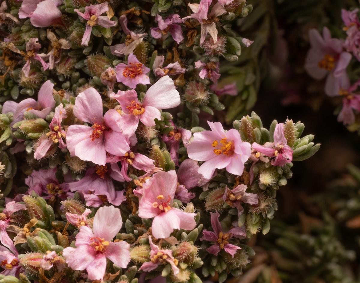 LAS PALMAS DE GRAN CANARIA | La naturaleza de La Isleta en todo su ...
