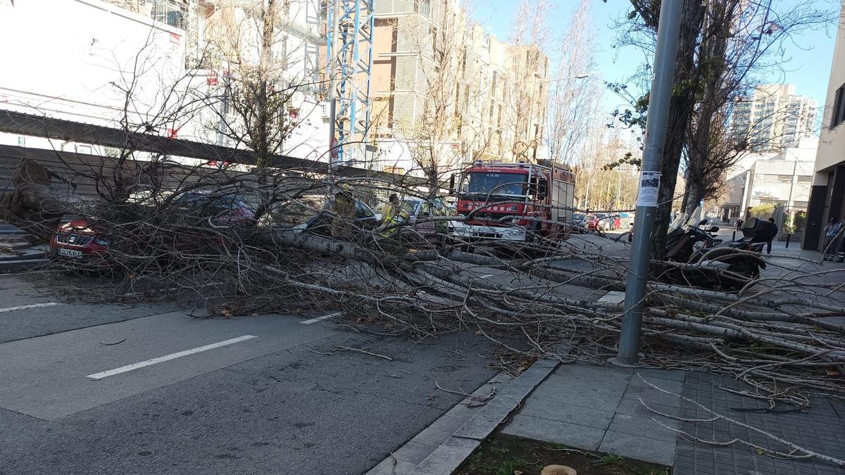Temps a Barcelona, avui dijous 19 de gener de 2023: fred intens i vent