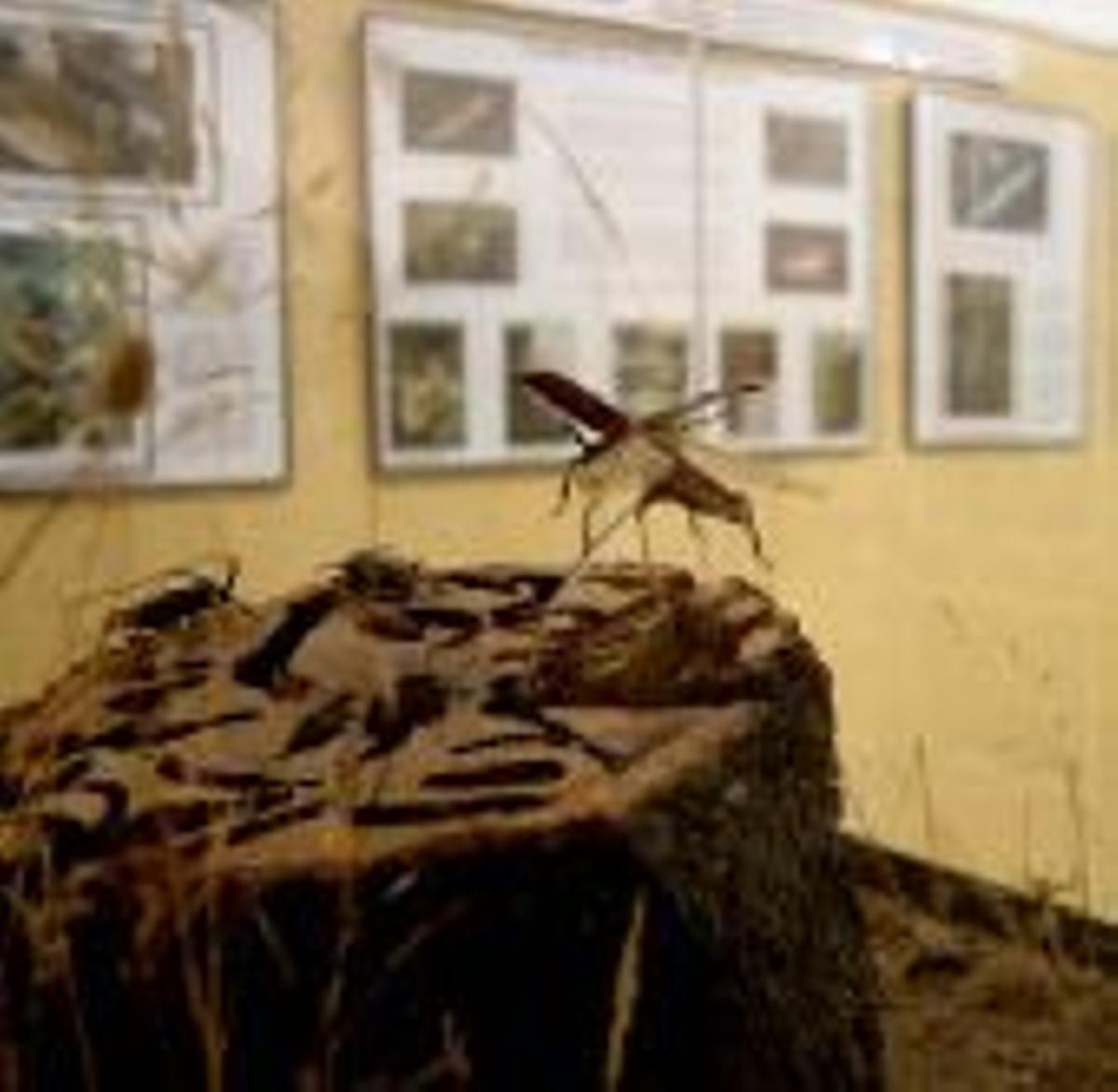 El fascinante mundo de los insectos