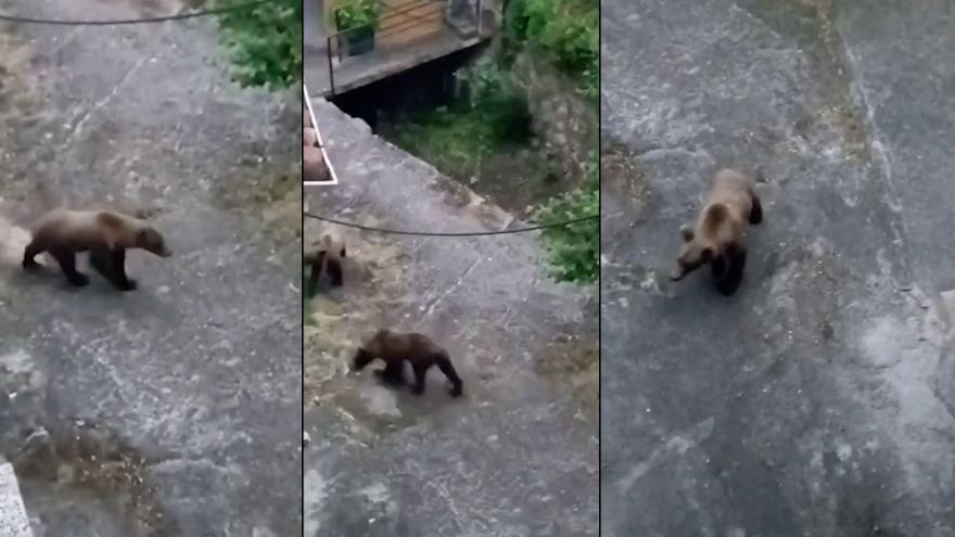 ACERCAMIENTO DE OSOS A LOS PUEBLOS EN ASTURIAS I Sorpresa en este ...