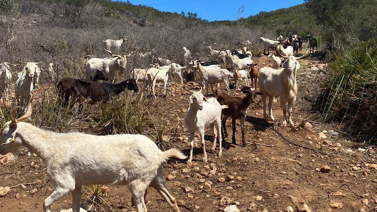 INCENDIOS | Un rebaño de 150 cabras para salvar del fuego la Muntanyeta ...