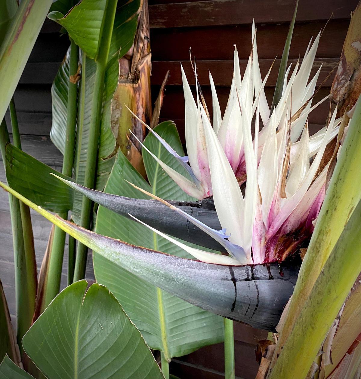 STRELITZIA AUGUSTA | Convierte tu balcón en un jardín tropical con esta ...