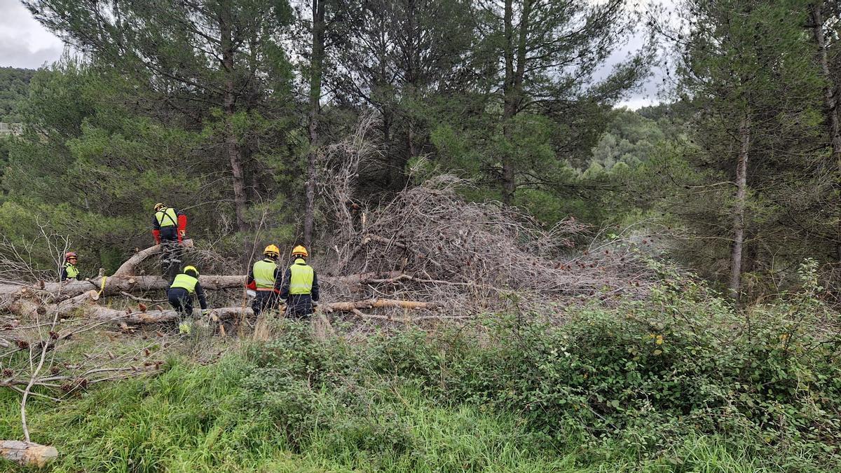 Los bomberos retiran un pino seco en la zona de El Molinar ante el ...
