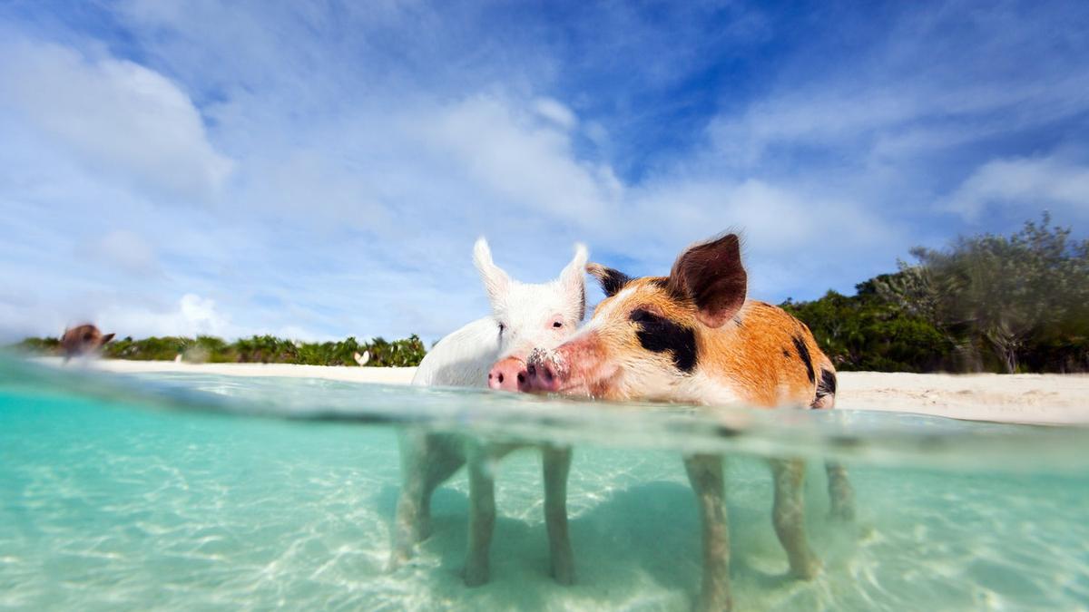 "Pig Island": la polémica isla de los cerdos nadadores - Viajar