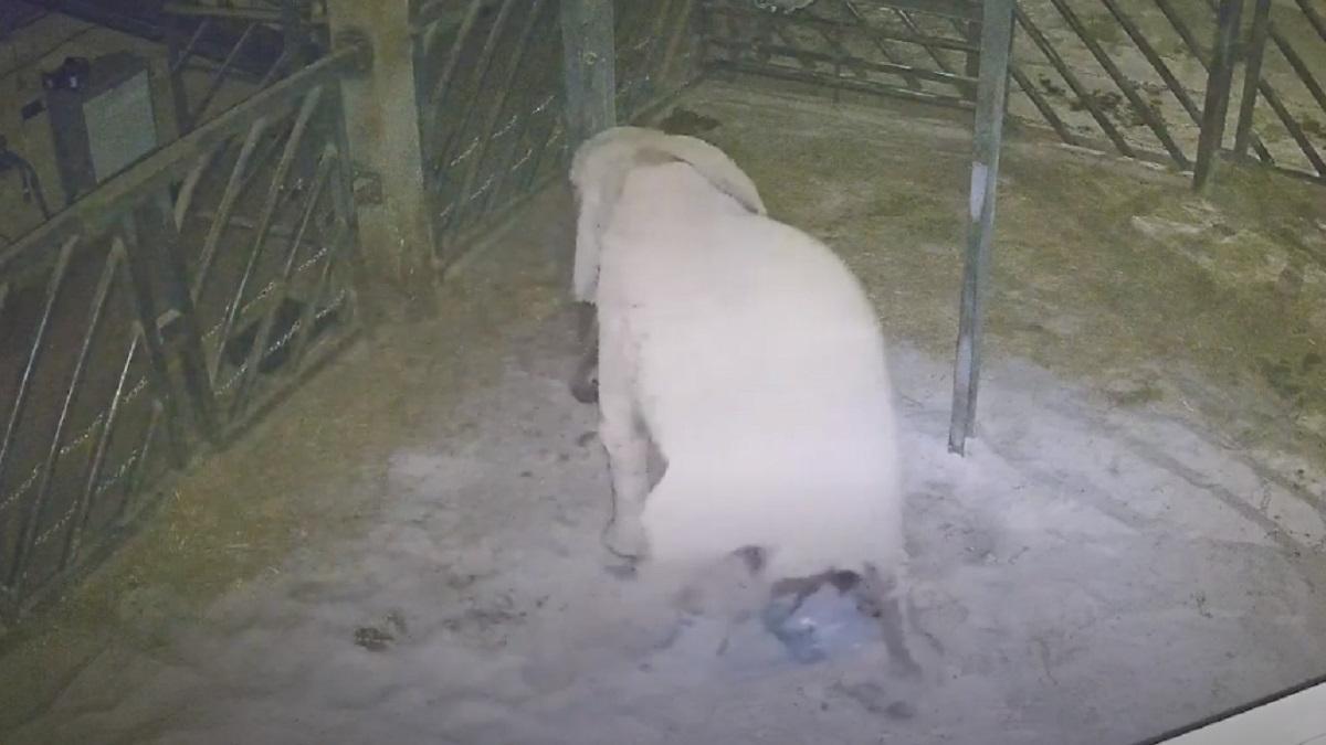 VIDEO NACIMIENTO ELEVANTE VALENCIA : Momento del nacimiento de un ...