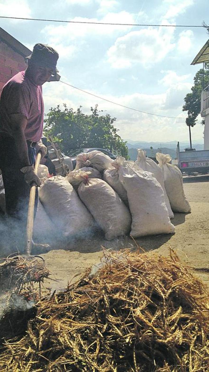 La escanda, mermada por las lluvias primaverales - La Nueva España
