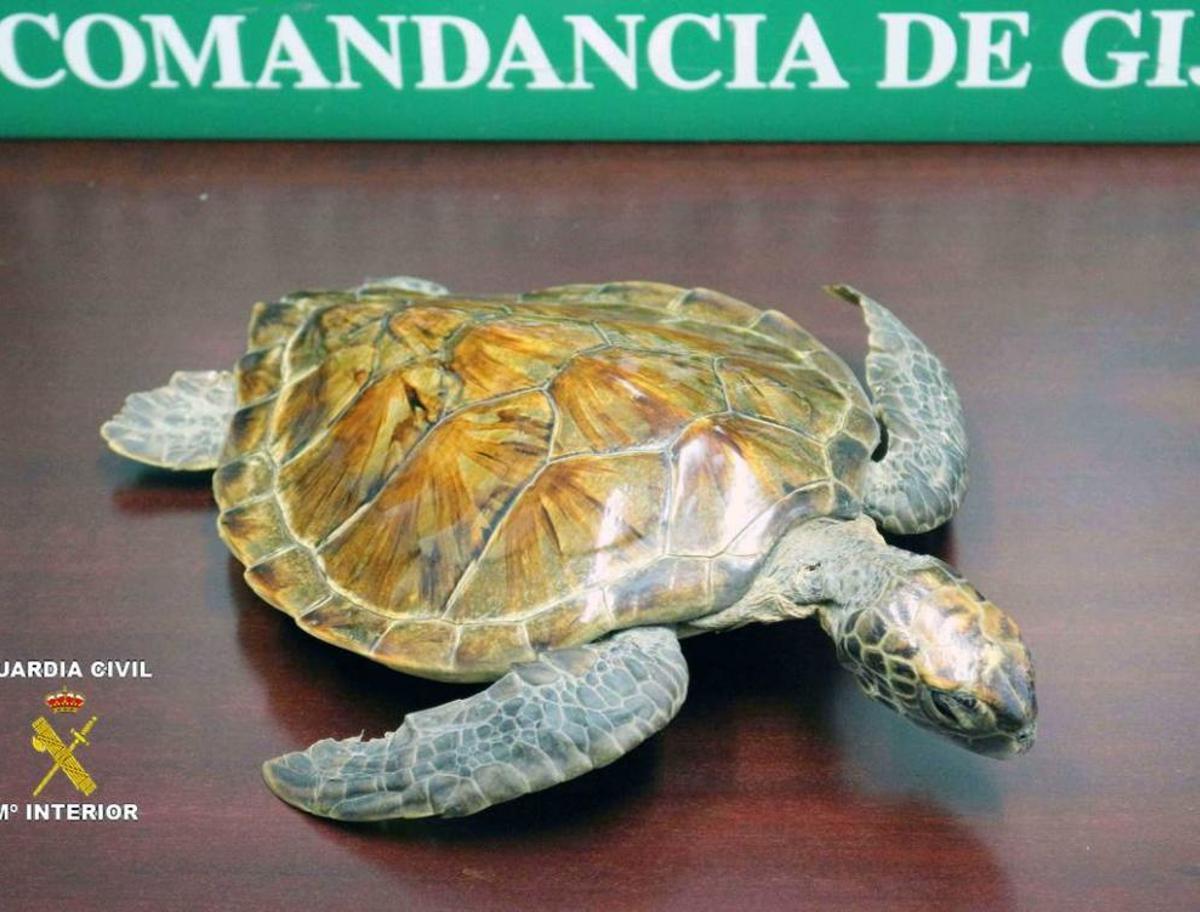 Contrabando de tortuga de carey por internet