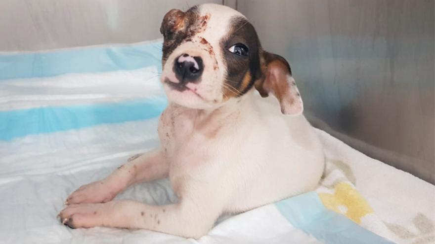 Edu, el perro tuerto abandonado en Oviedo, ya tiene nuevos dueños