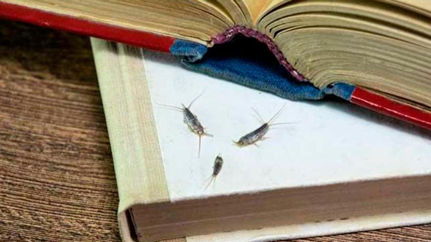 Trucos para evitar insectos en casa: lo que tienes que hacer para ...