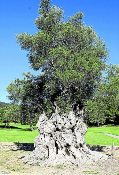 Die Gene des Methusalem - Mallorca Zeitung