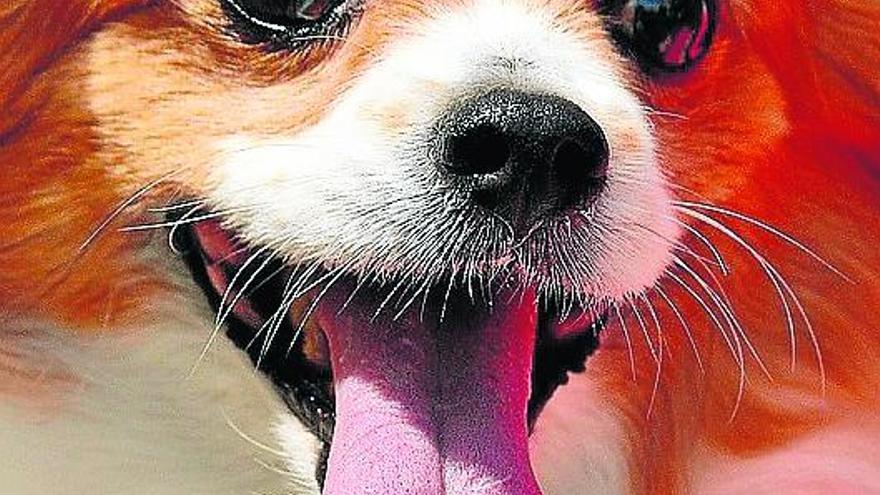 Mi perro y yo nos vamos de viaje