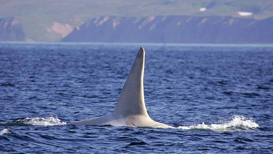 Primeras imágenes de una orca albina