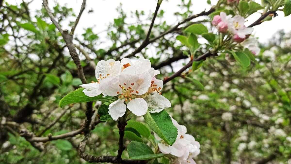La floración del manzano en la Comarca de la Sidra: "Un espectáculo de ...
