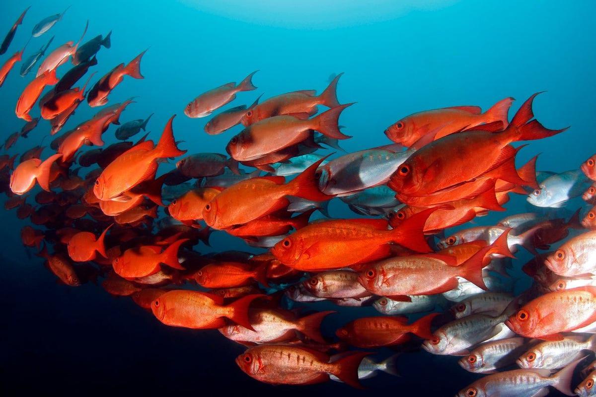 ¿Te gusta la idea de un safari oceánico? En Tofo lo tienes a tu alcance ...