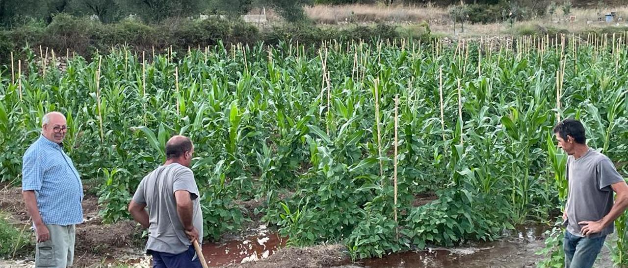 La singular "bajoca" de Yátova que tinta en negro los platos - Levante-EMV