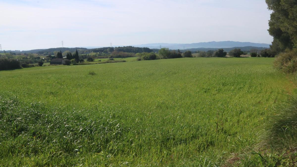 EMPORDÀ | Bàscara engega el procés per embargar els terrenys del ...