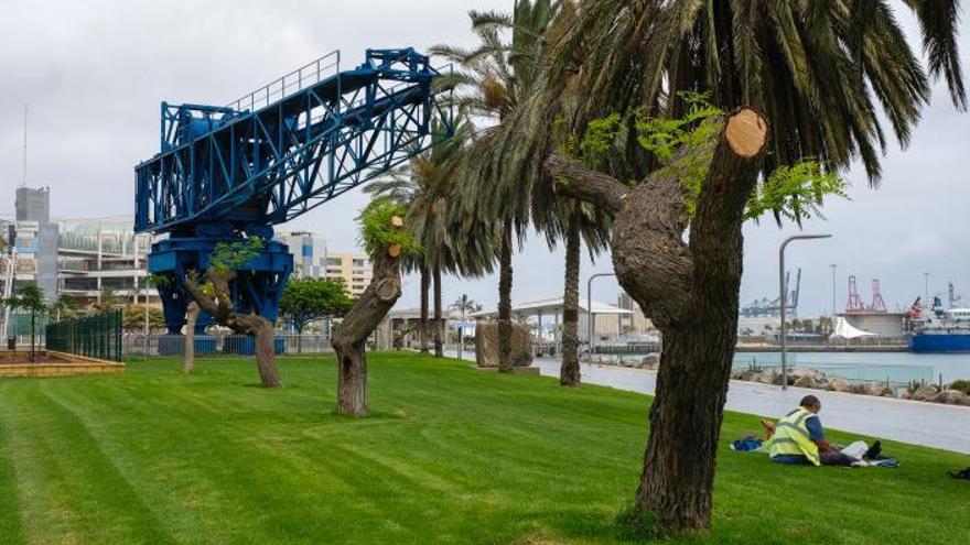 Los árboles del parque Blanco
