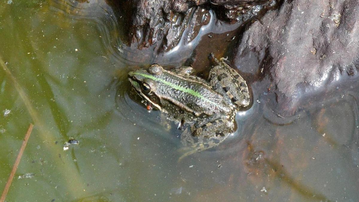 'Charqueando': cómo evitar la desaparición de las ranas de España ...