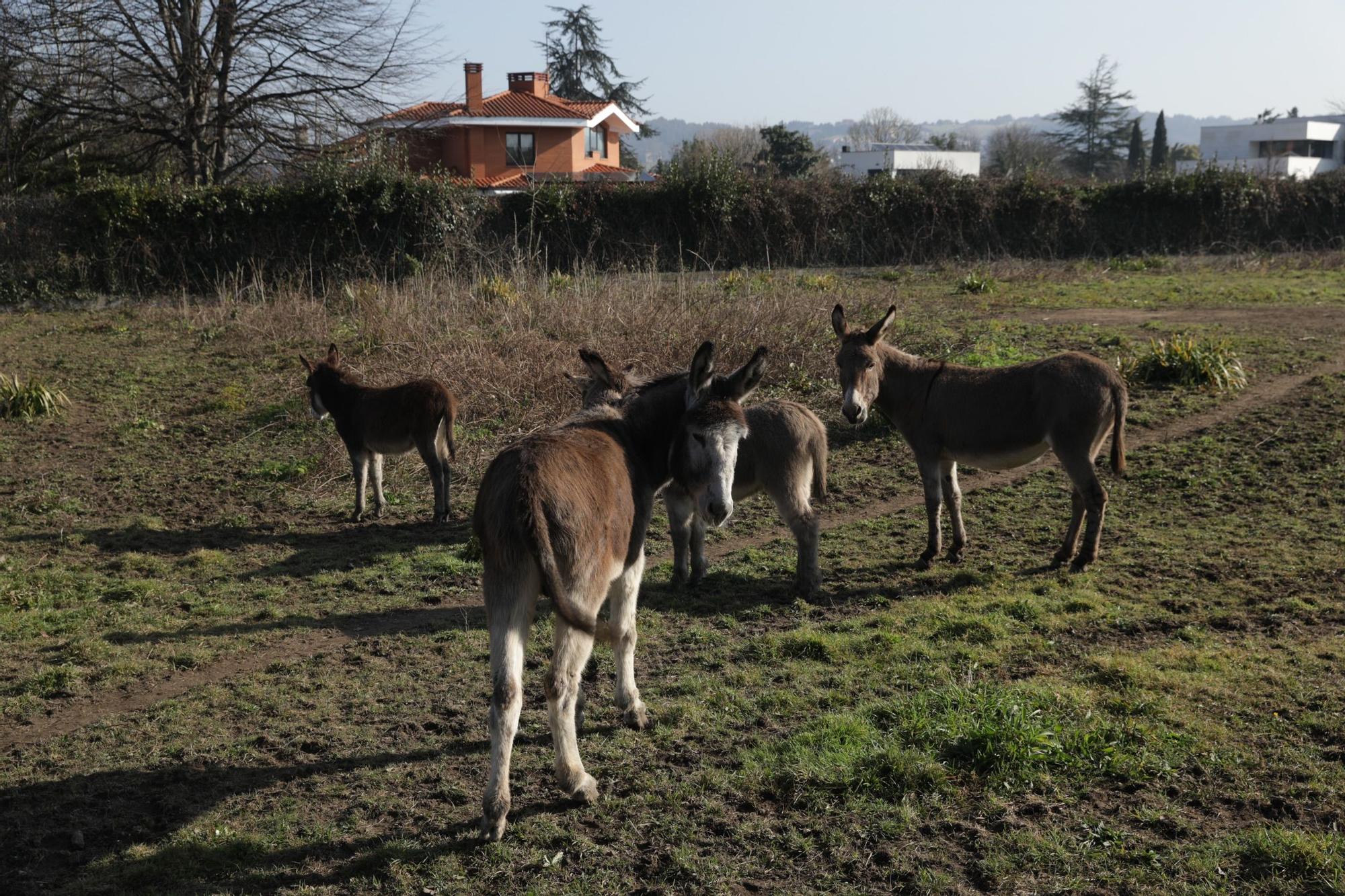 En imágenes: El lío de los cinco burros de La Guía