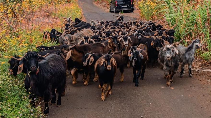 70 'goat-firefighters' tackle high-risk fire zone in La Esperanza