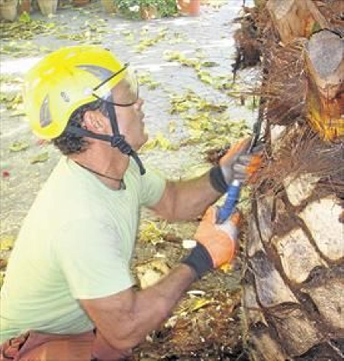 “El picudo está controlado en Israel con perros adiestrados”