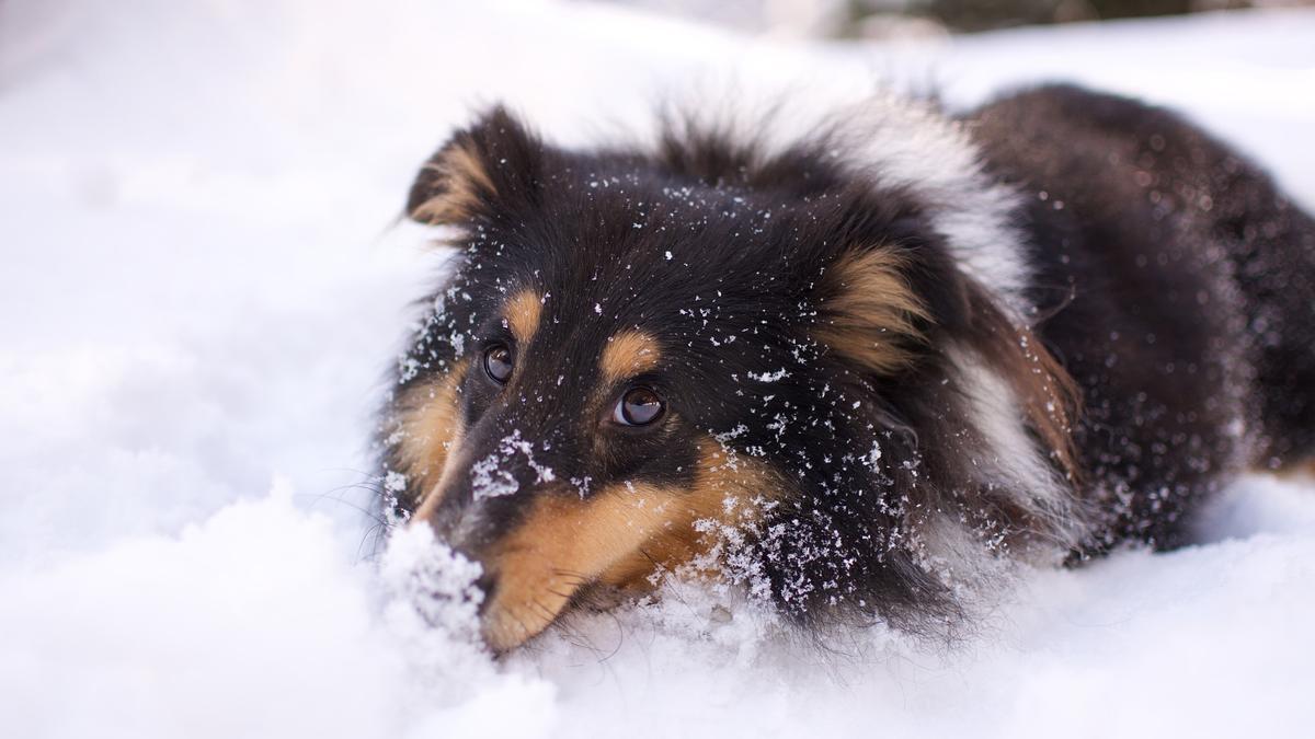 PERROS: Estos son los síntomas para saber si tu perro tiene frío