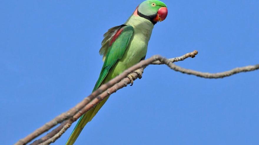 Especies invasoras preocupantes: Tres tipos de aves invasoras, entre ...