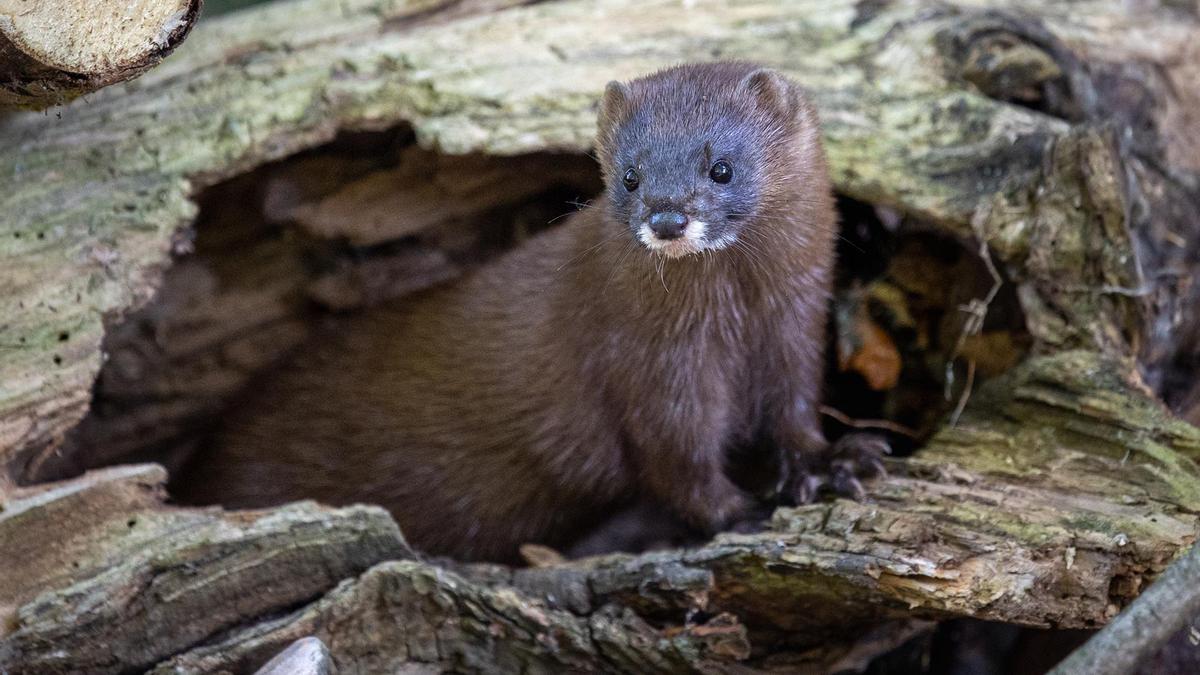 Exigen el cierre de las granjas de visón americano: "Son una bomba ...