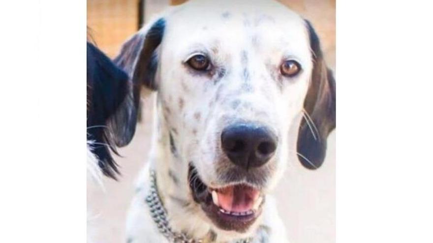 Encuentran en buen estado a Romeo, el perro valenciano perdido en Gijón ...