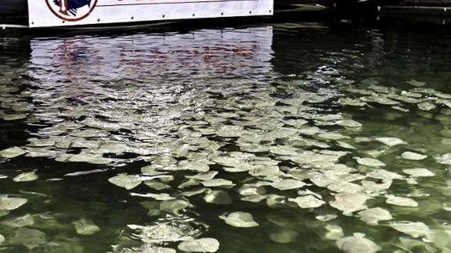 Pescanova encarga a Pricewaterhouse la venta de sus acciones en la ...