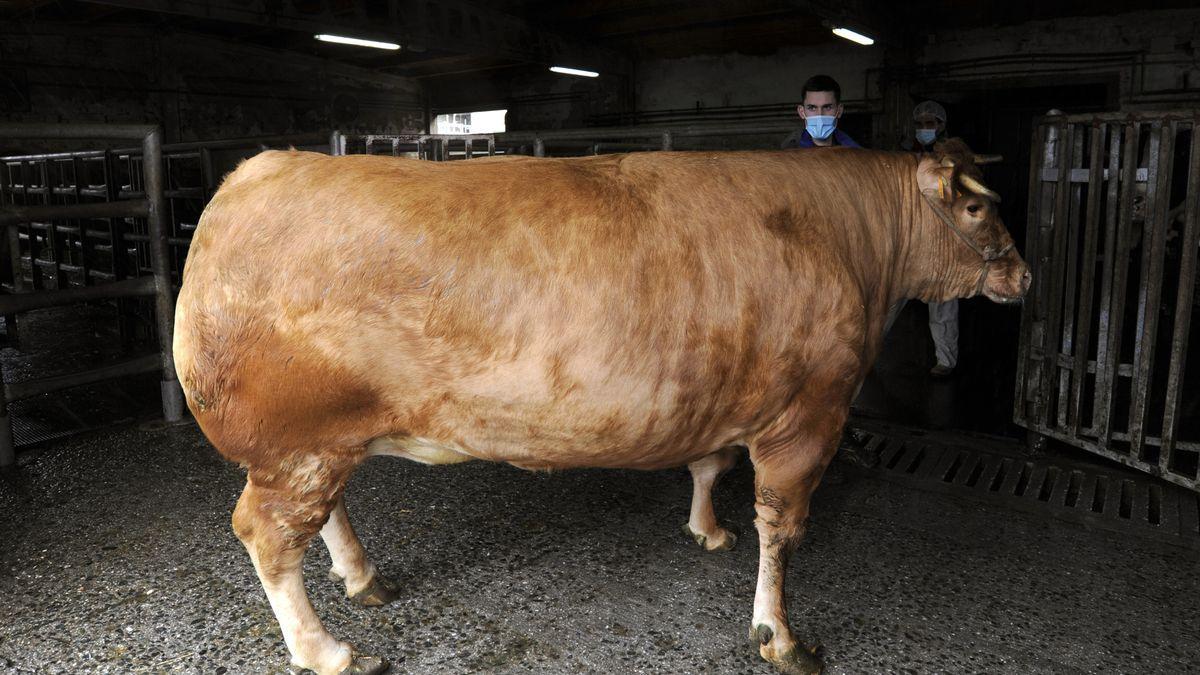 Una rubia gallega "única en el mundo" - La Opinión de A Coruña