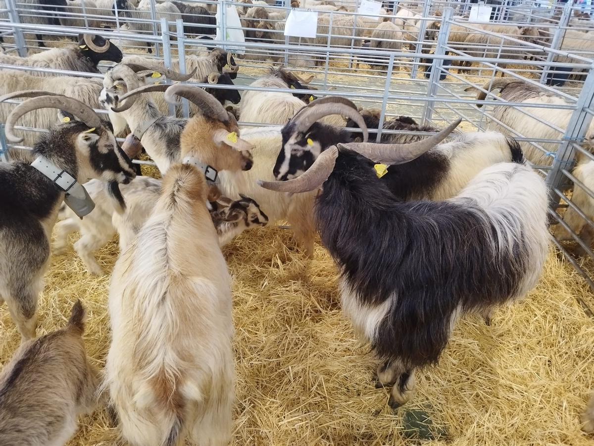 4º Concurso de Ovejas Carranzana y Exposición de Cabras en Soto de ...