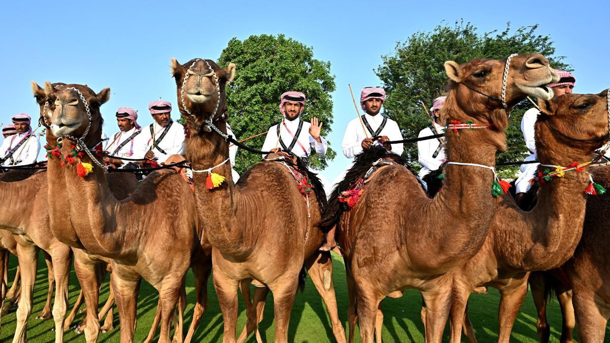 Virus del camello: síntomas e infectados de la enfermedad que tiene en ...