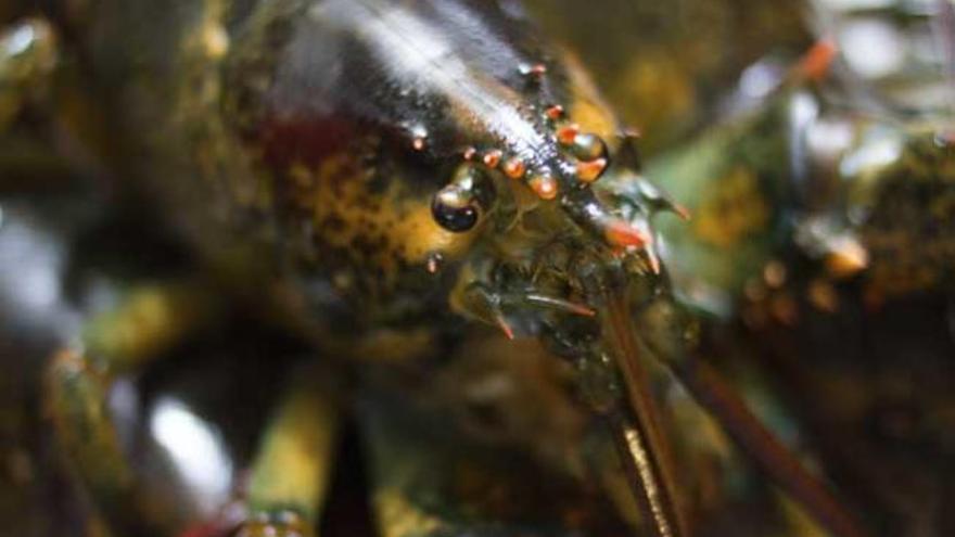 Apareamiento de animales | Los métodos de cortejo animal más curiosos