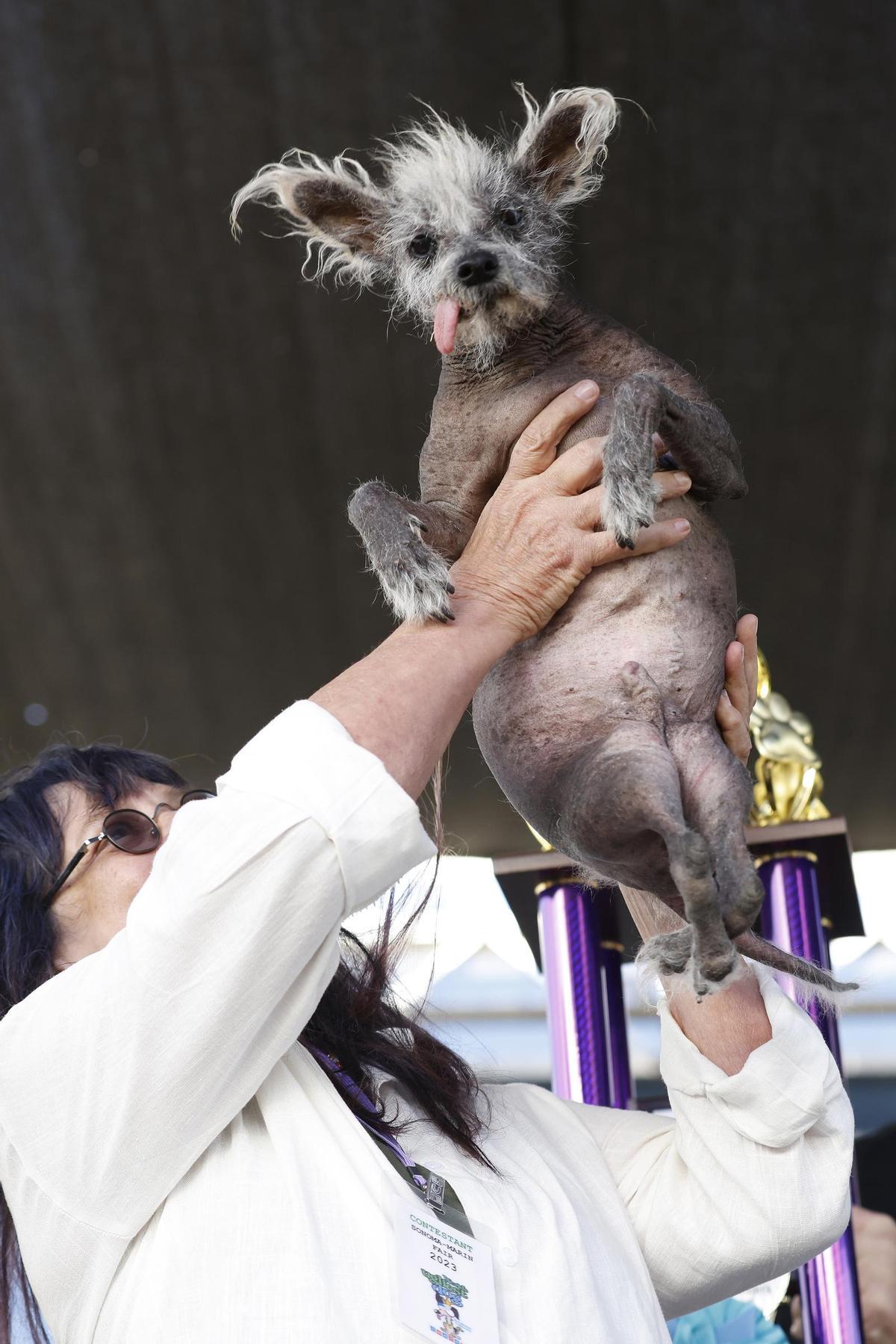 Estos son los perros más feos del mundo | FOTOS