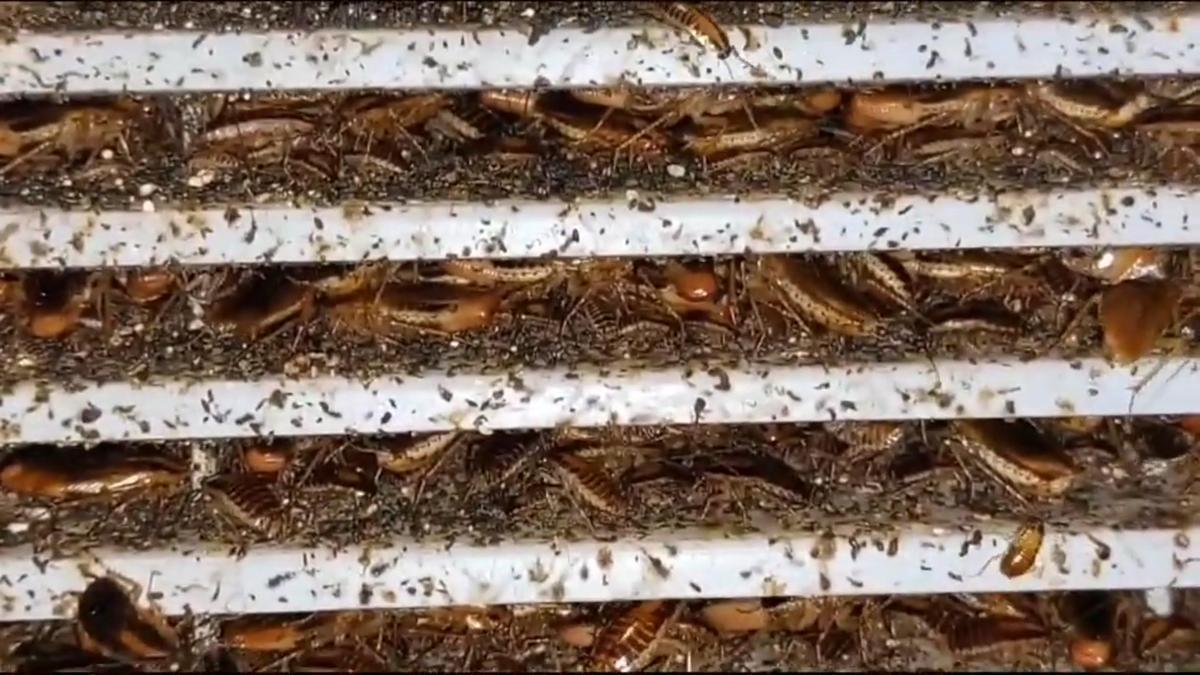 Rècord de paneroles a l'estiu: la demanda per a exterminar-les creix un 40%