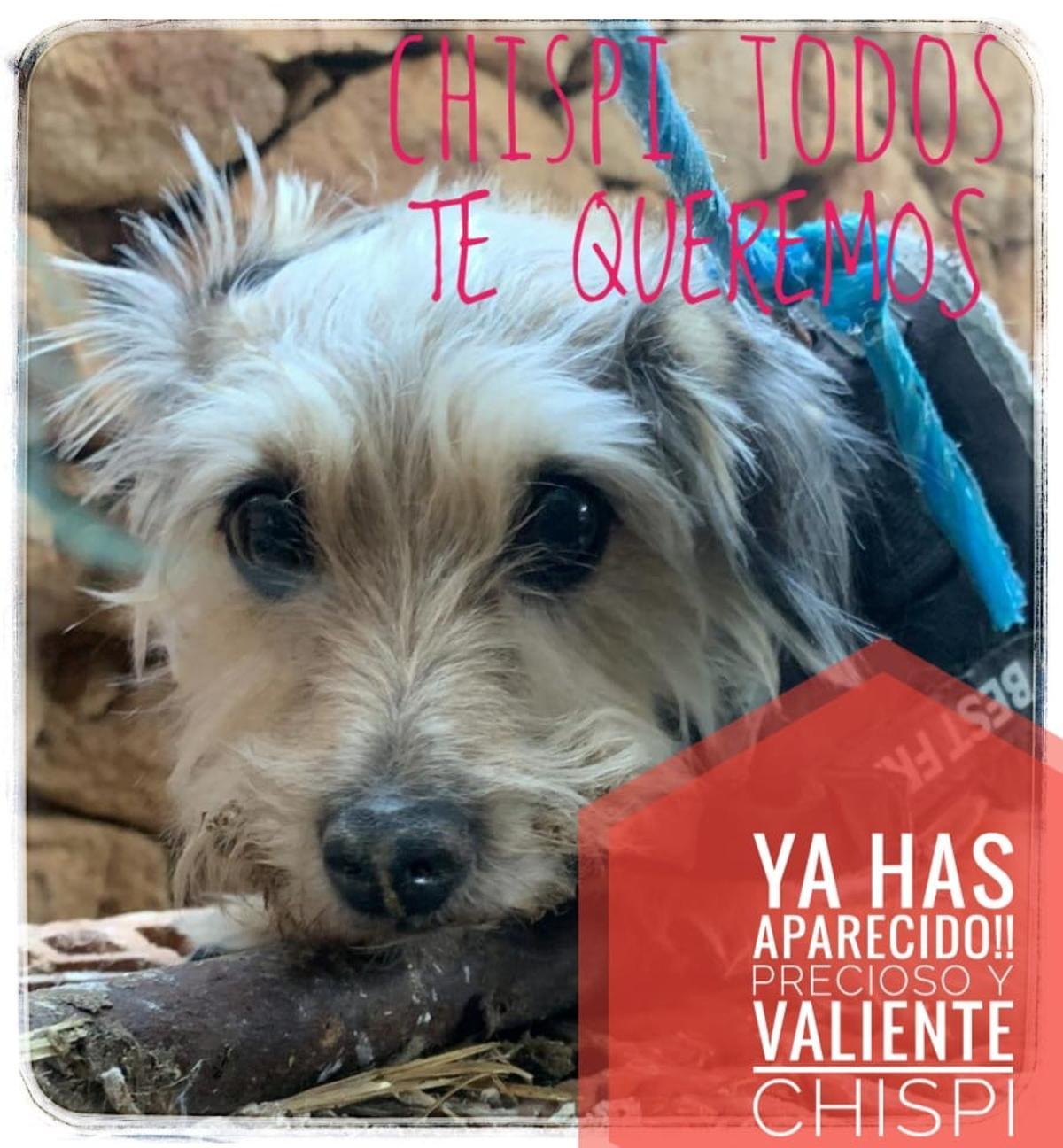 PERRO PERDIDO CHISPI | Encuentran al perro "Chispi" en Zamora tras 12 ...