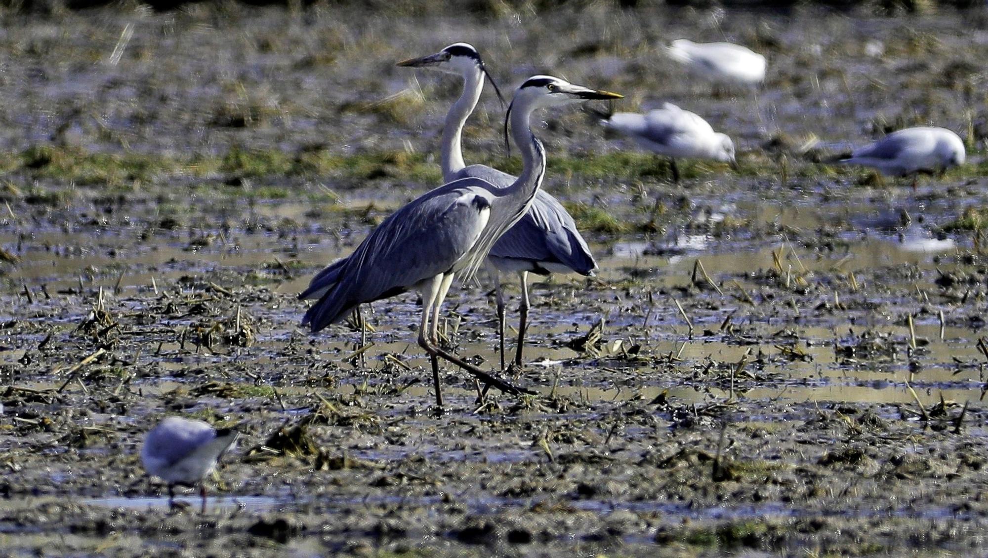 Valencia | Numerosas garzas reales llegan a l'Albufera