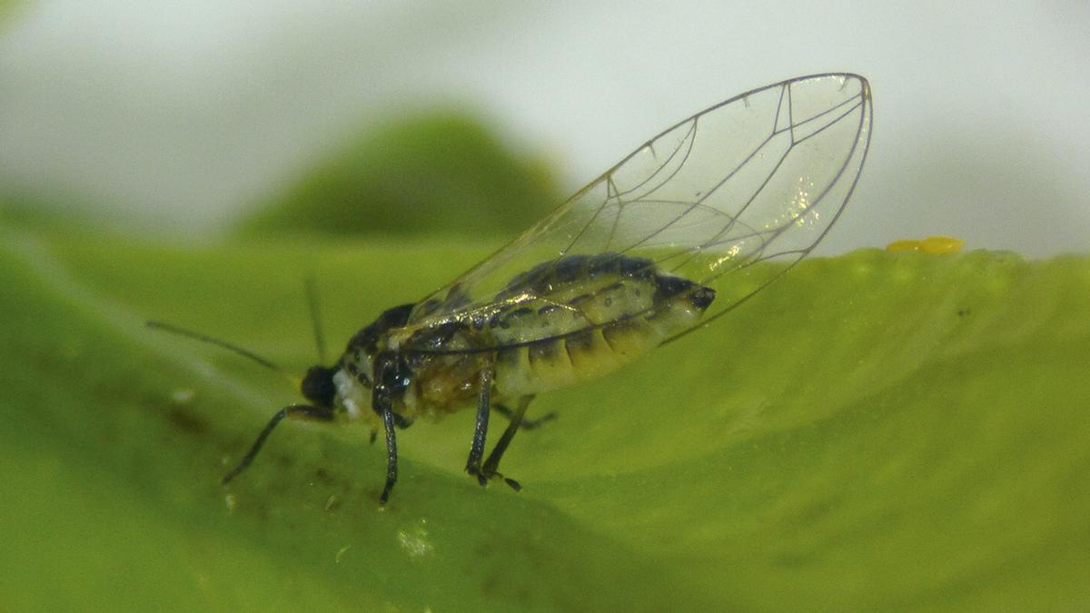 El insecto que transmite la plaga citrícola más devastadora del mundo ...