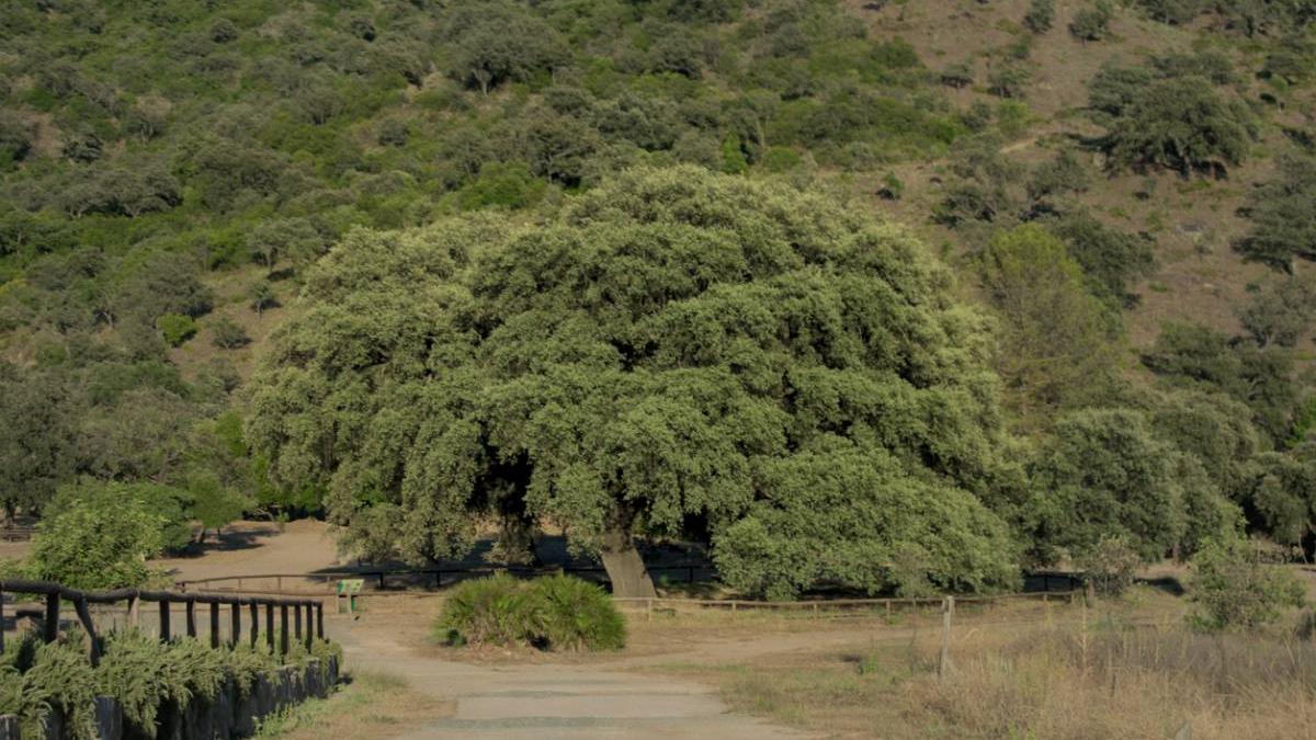 El árbol de más de 400 años que sobrevive al calor en Sevilla es ...